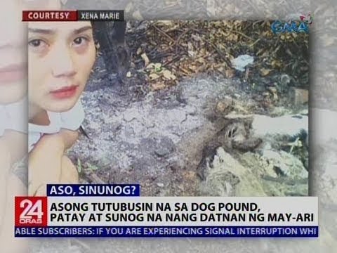 Asong tutubusin na sa dog pound, patay at sunog na nang datnan ng may ...