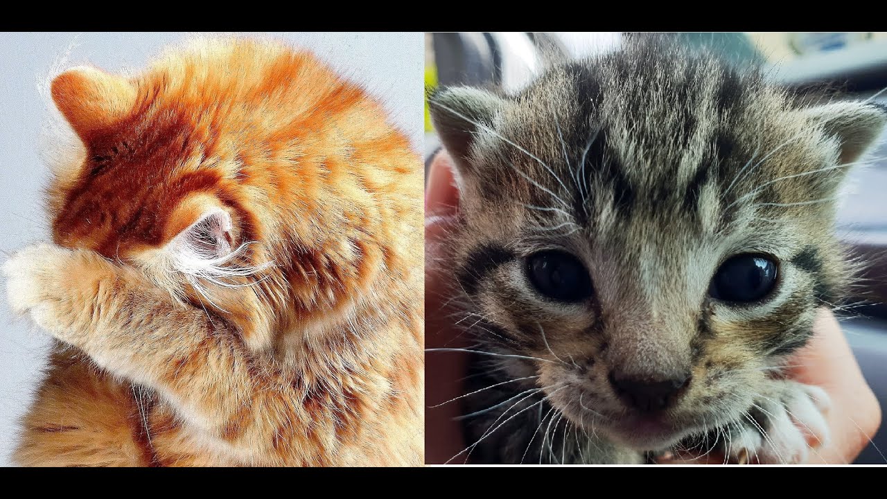 Sweety Cat Videos Compilation #3 - YouTube