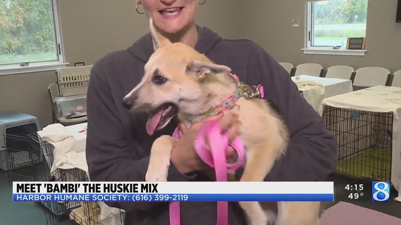 Adopt Bambi or Tony from Harbor Humane Society - YouTube
