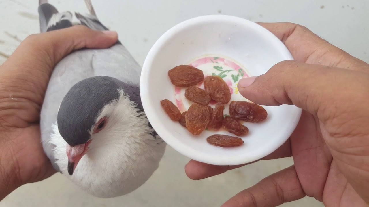 how to cure pigeons constipation problems, kabootar k qabz ka ilaj ...