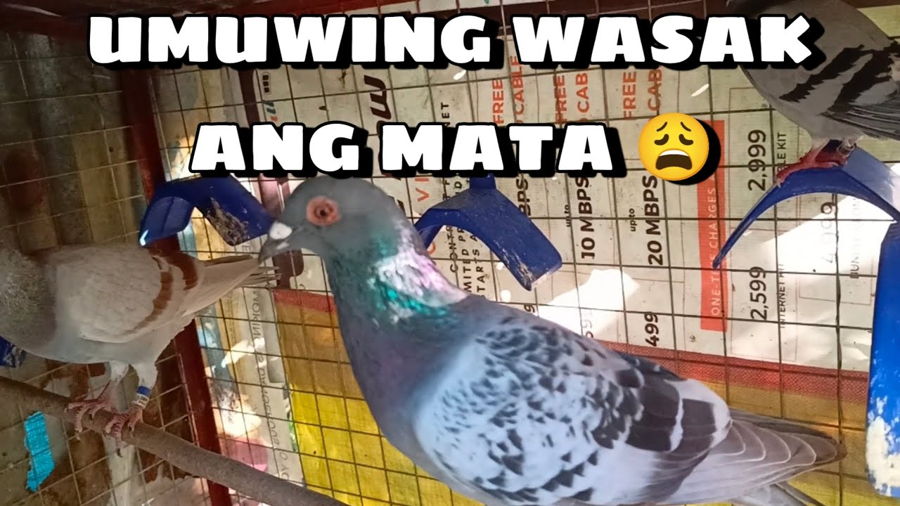 WASAK MATA NG KALAPATI KO PAG DATING SA TRAINING #kalapati #pigeon # ...