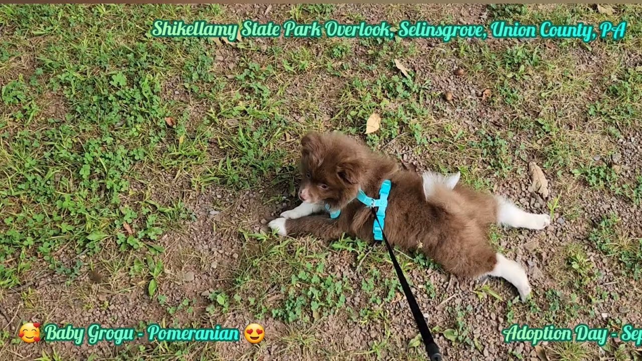 Birthdays Gift 🥰 Baby Grogu Pomeranian 😍 Adoption Day Sept 8th 2023 ...