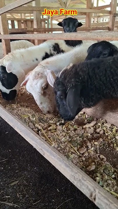 pakan untuk penggemukan kambing domba atau ternak fattening - YouTube