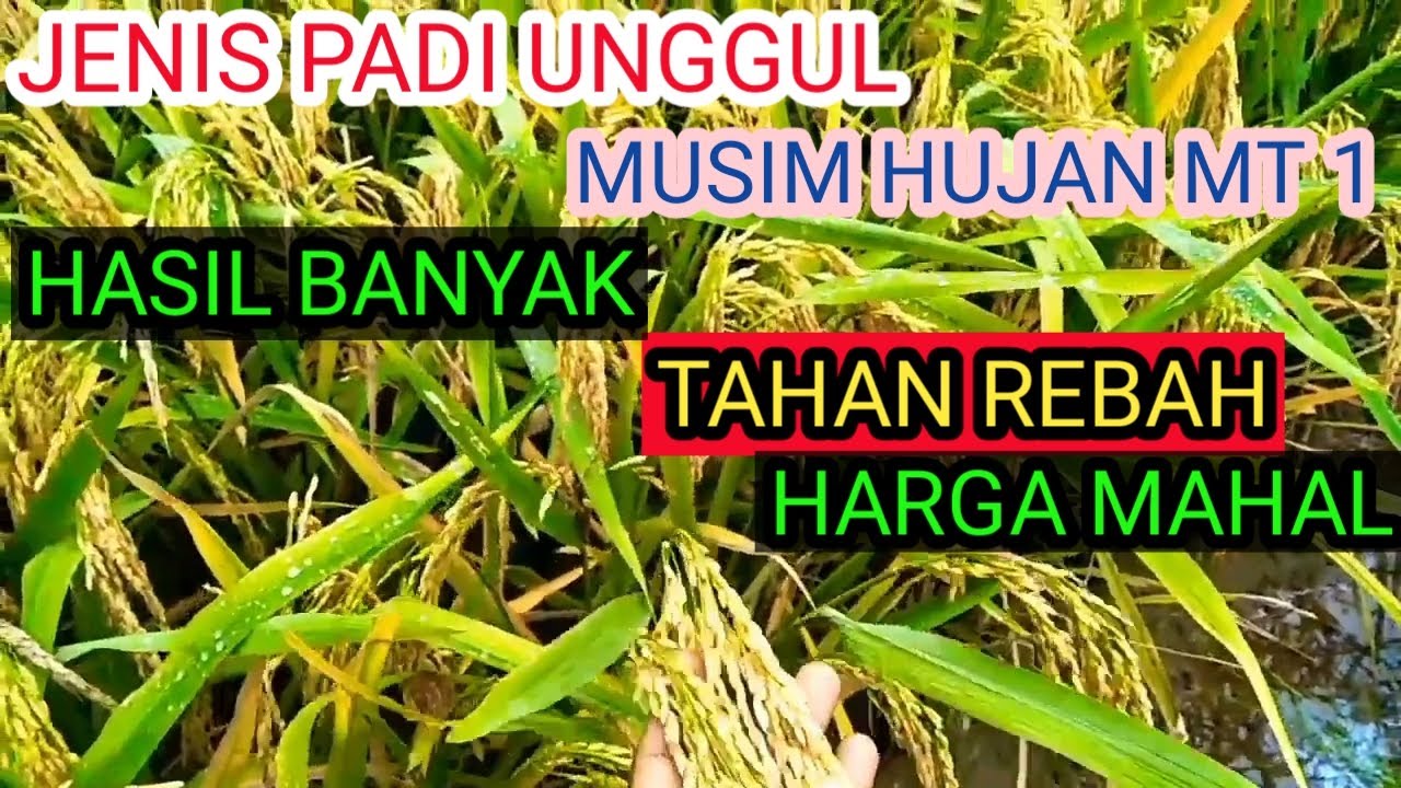 tips menentukan jenis benih padi yang cocok ditanam musim hujan - YouTube