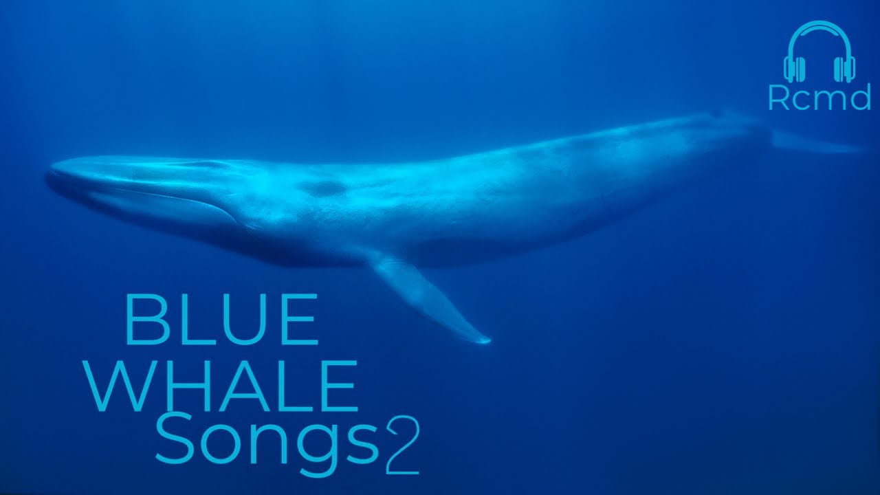 Blue whales underwater sounds part 2 I Real ASMR - YouTube