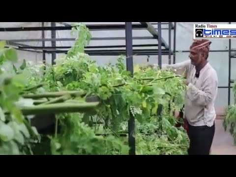 मोरिङ्गा खेती यसरी गरौं,पात बेचेरै करोड पति बनेका गोबिन्द moringa kheti ...