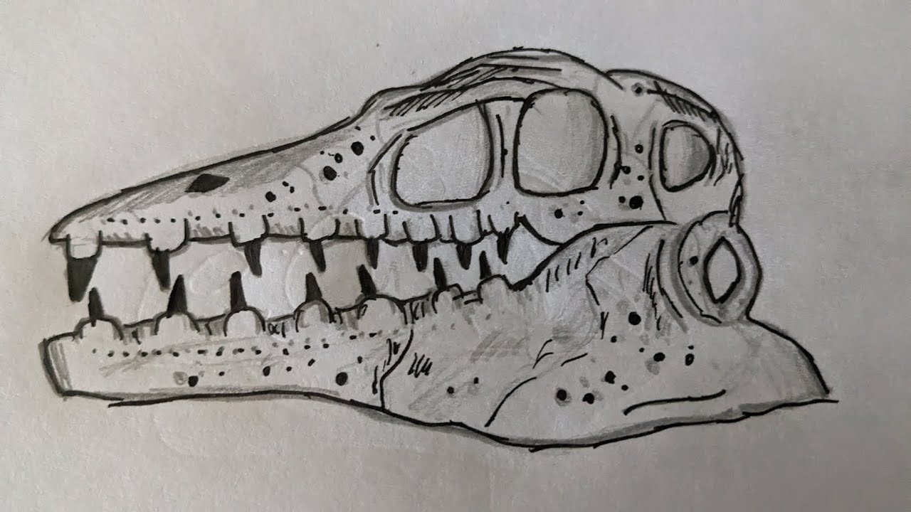 how to draw a mosasaur skull - YouTube