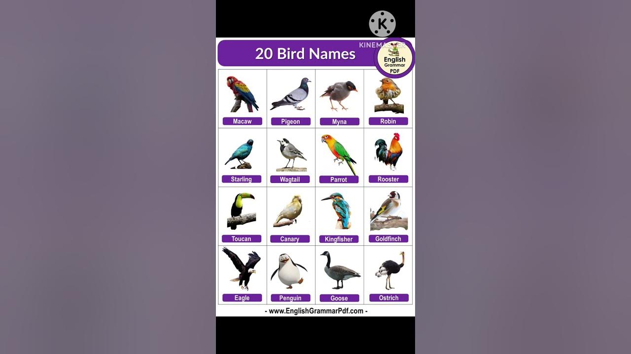 20 birds name #shorts - YouTube