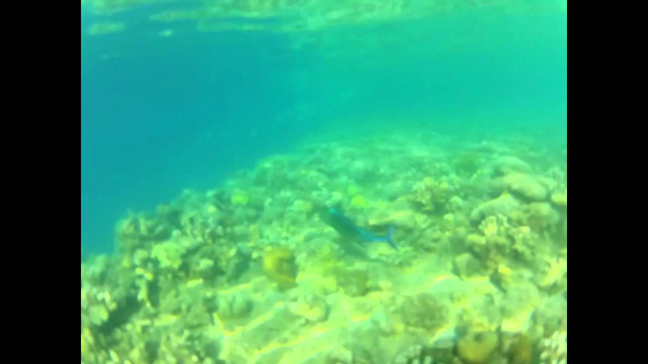 Finding Nemo, Short Version - YouTube