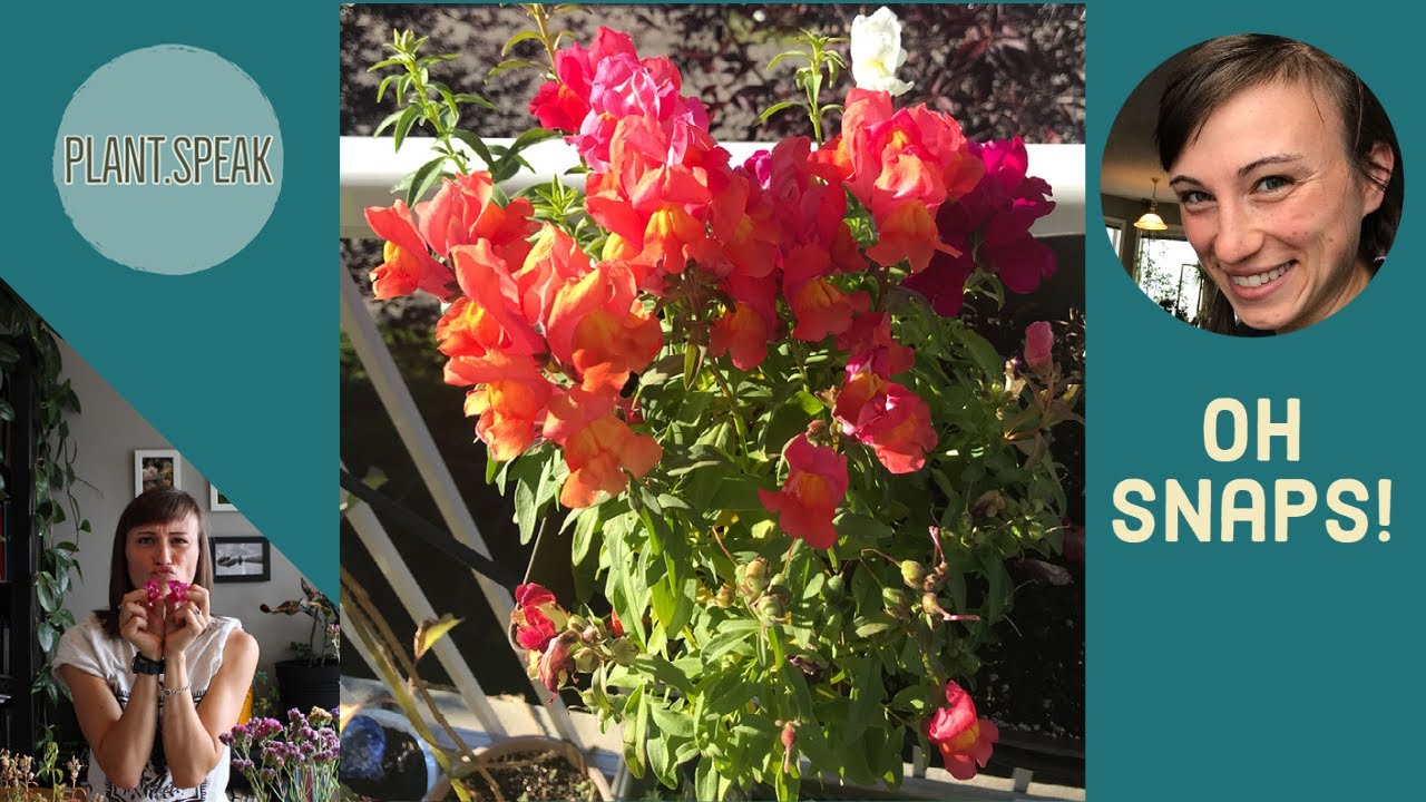 SNAPDRAGON- how to grow/seeding/planting/pollinators/frost tolerant ...