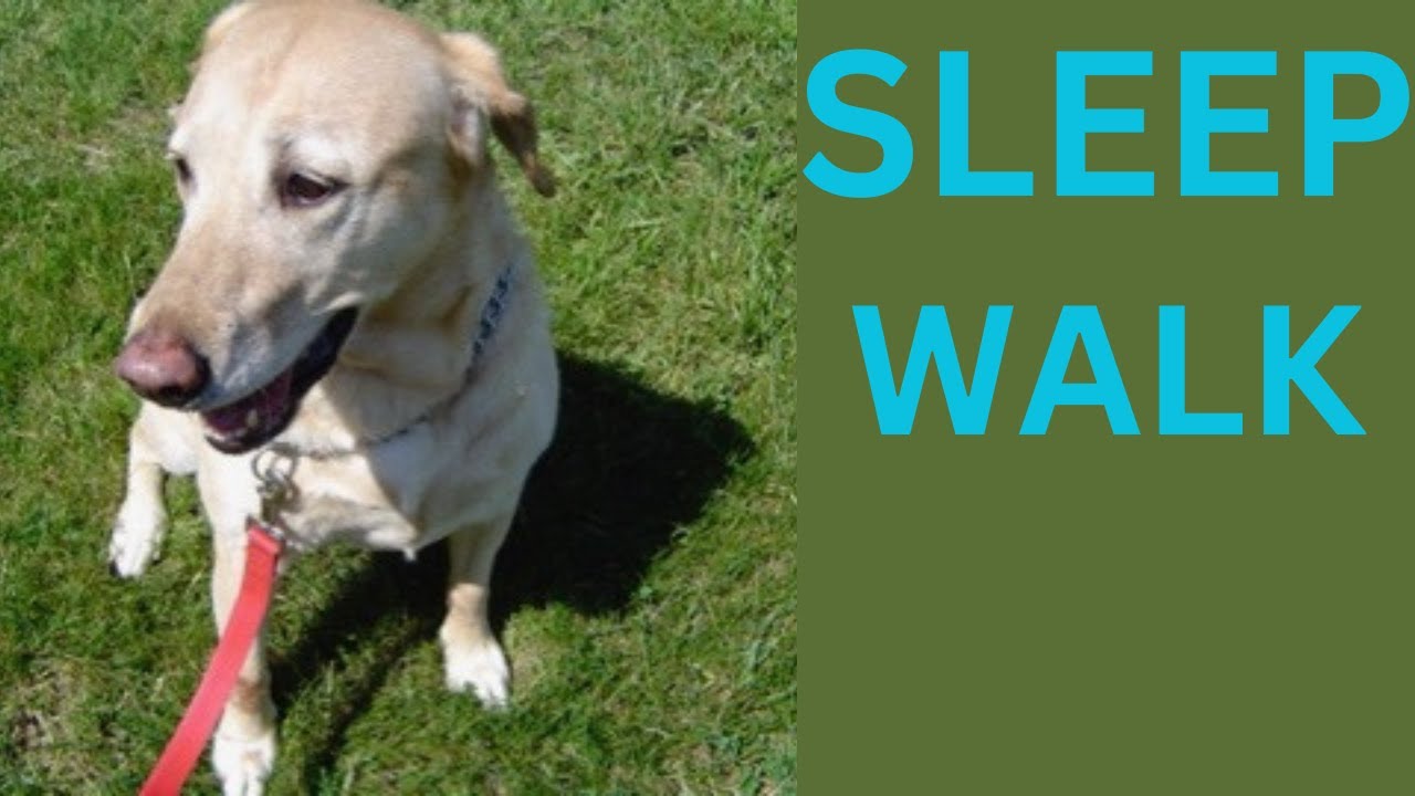 Sleep Walk (Cover) Performed by Anthony Rufo - YouTube