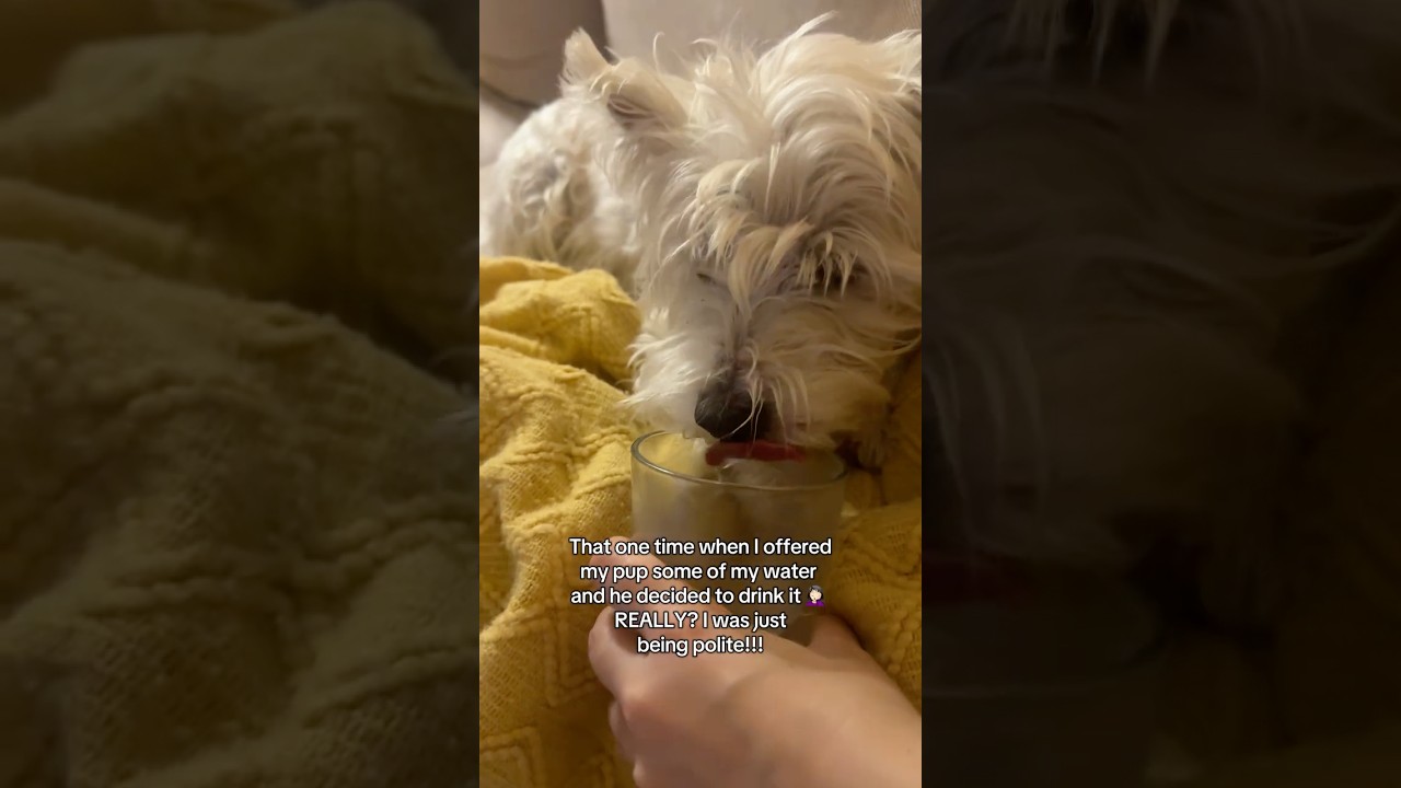 Disney Dog AI Generator: Turn your dog into a Disney Pixar character ...