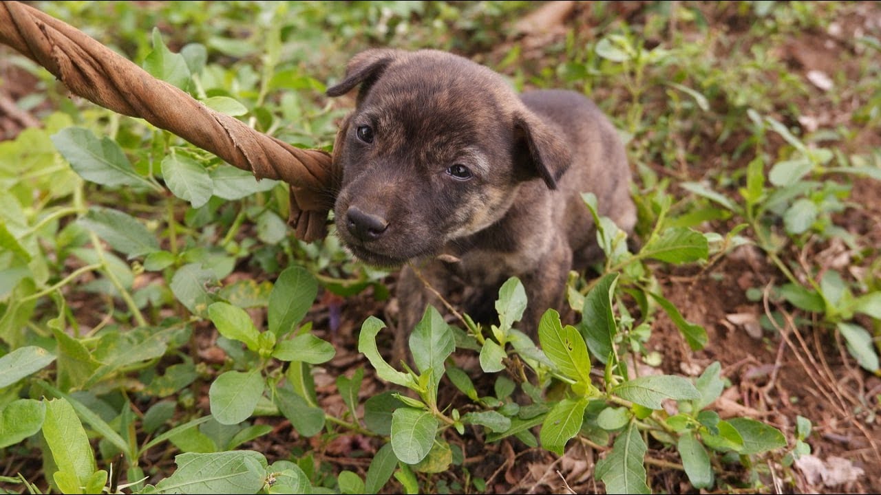 Rescue abandoned puppy cry for help on the road back home and fed him ...