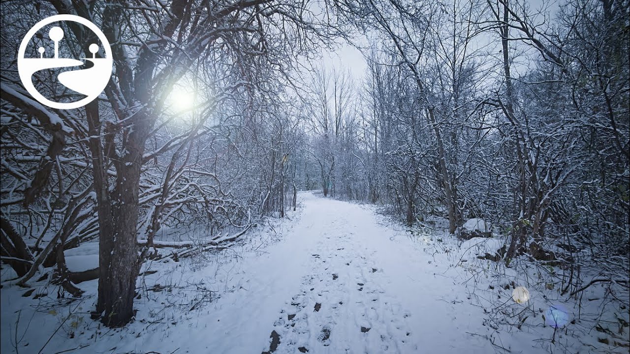 Relaxing Winter Forest Walk with Fresh Snow Crunching Sound ...