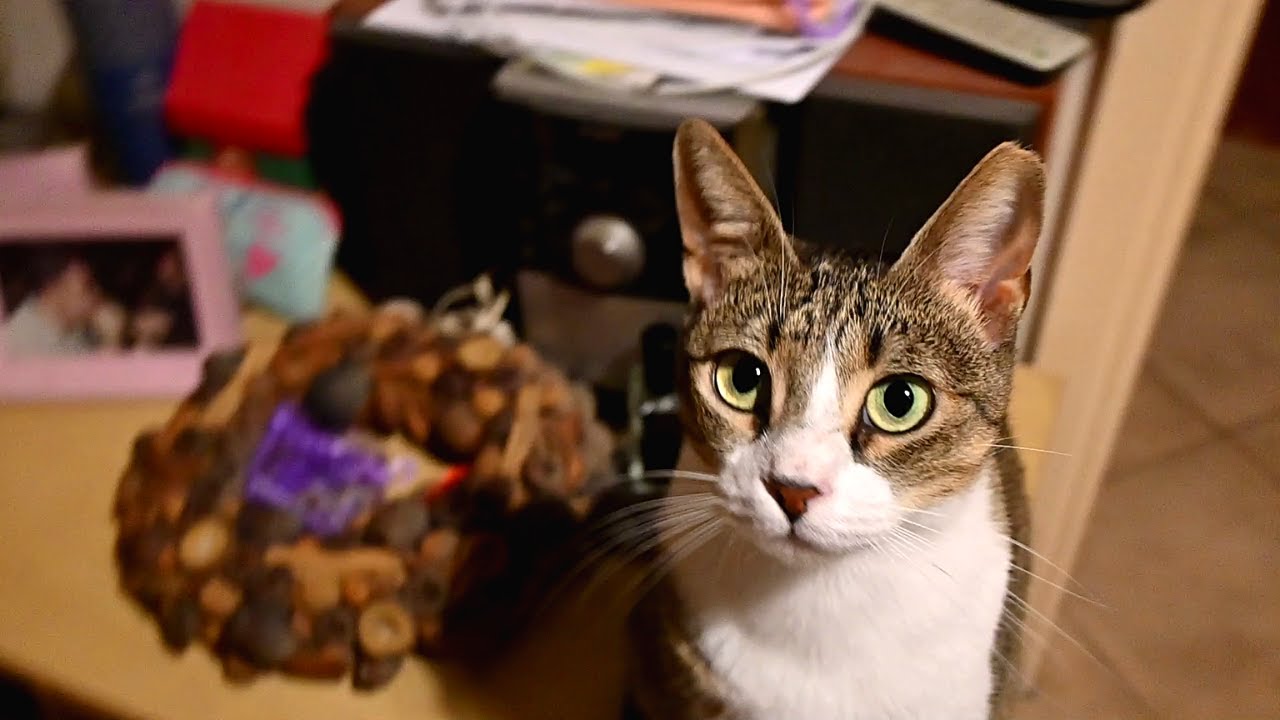 Cat Answers My Questions With Mrrps! - YouTube