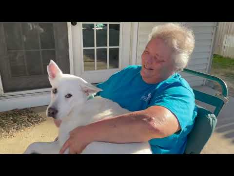A dog named Bolt..Saving Grace Animal Rescue of MD