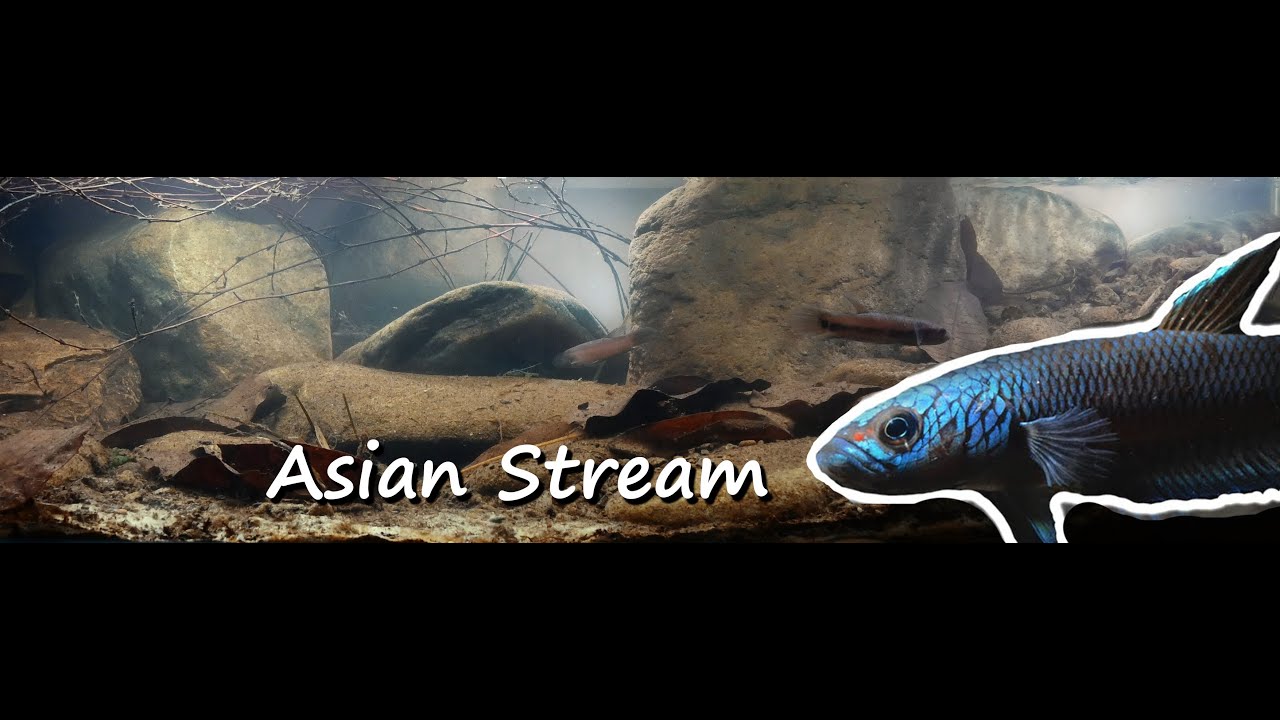 Hill Stream Aquarium 100L Asian Biotope - YouTube