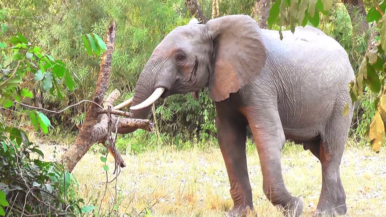 Why you need to watch New Vision TV - YouTube