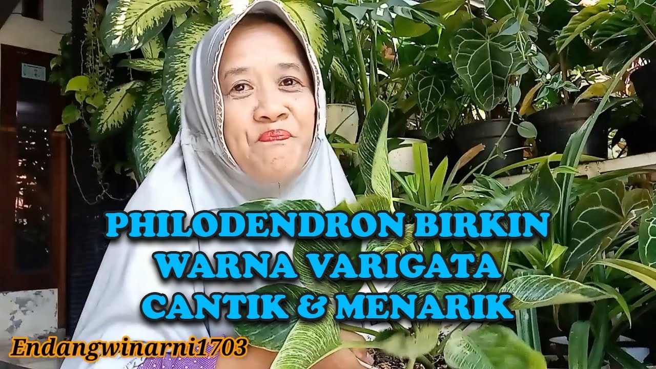 Stek Philo Birkin tanam dengan media yang tepat hasil subur & cantik ...