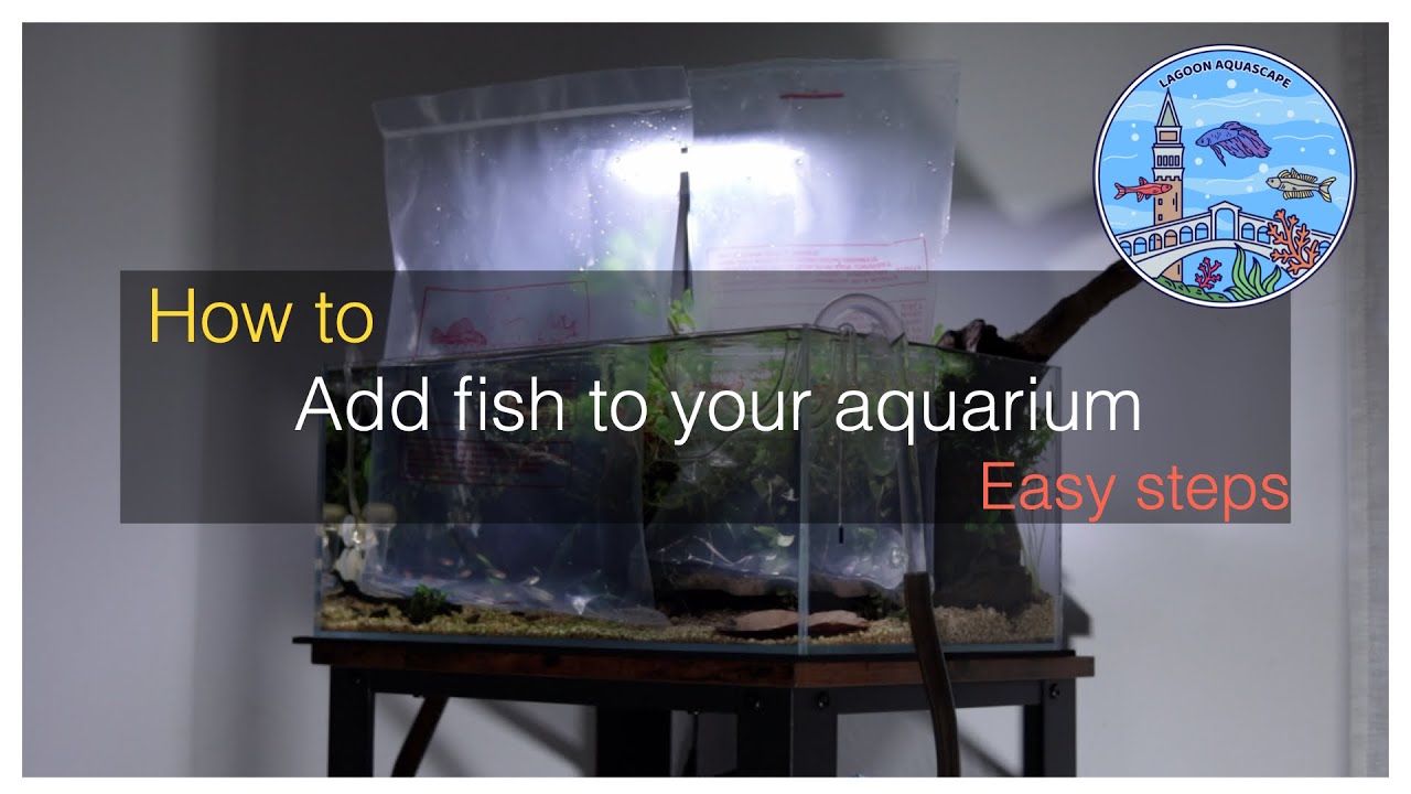 How to: Adding Fish to Your Aquarium- shallow tank- cinematic - YouTube