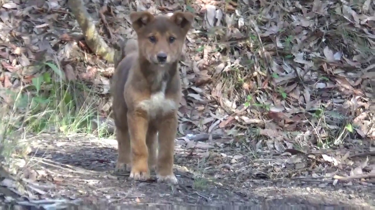 Face to Face with a Feral Dog / Dingo Pup - YouTube