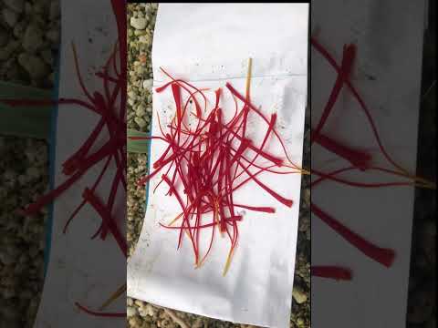 1 çiçekten çıkan 3 kırmızı mucize Safranın sırrı #çiçek #plants #garden