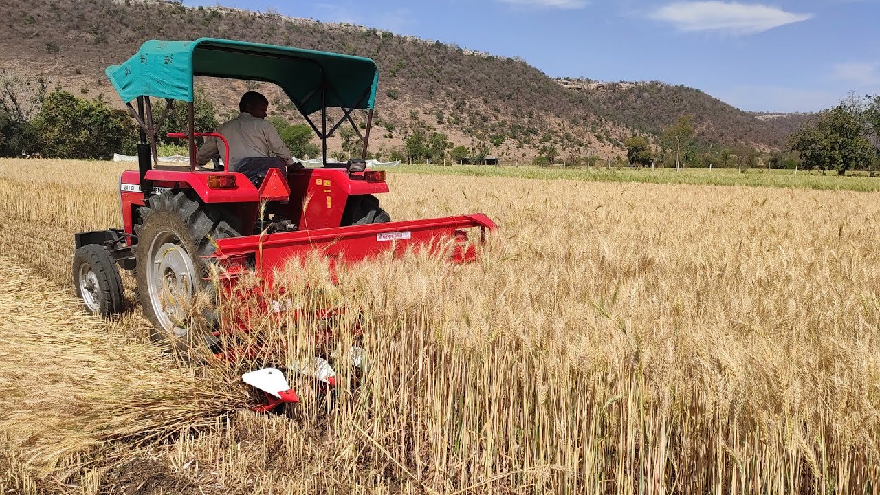 Massey Ferguson 241 🆚guru riper /tractor back side operate riper/wheat ...