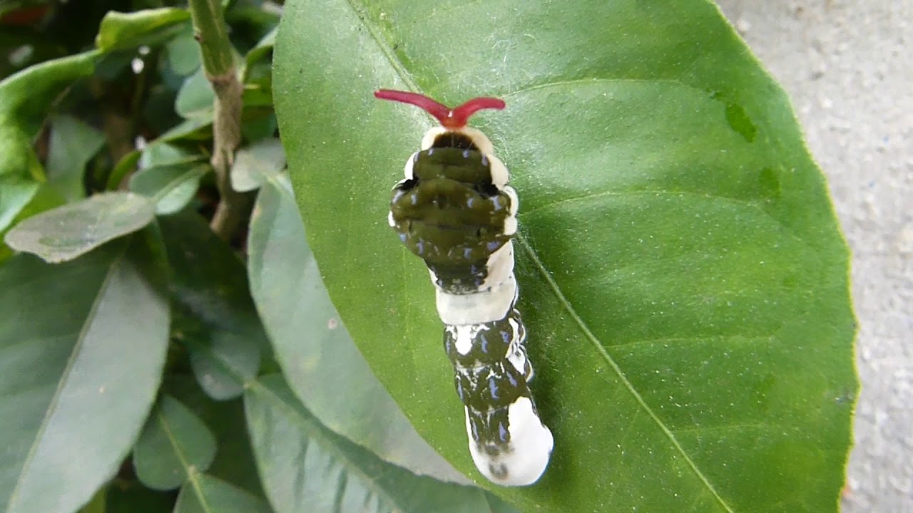 Lagarta da laranjeira - YouTube