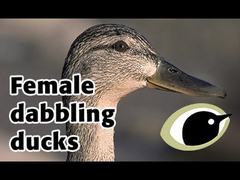 BTO Bird ID - female dabbling ducks - YouTube