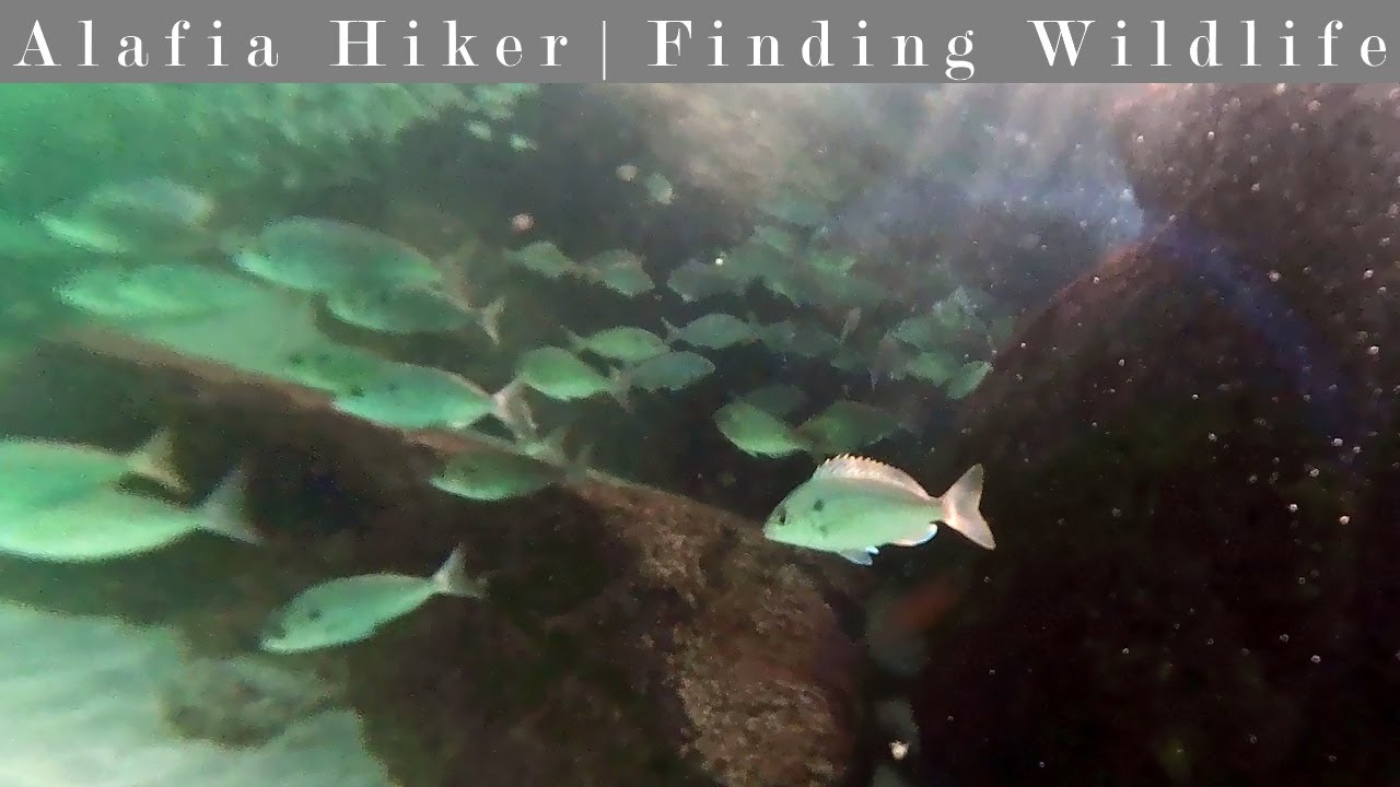 Snorkeling Spur Jetty in Destin - YouTube