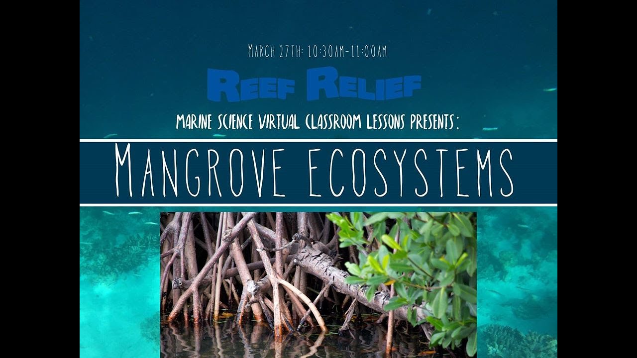 Lesson 3: Mangrove Ecosystems - YouTube