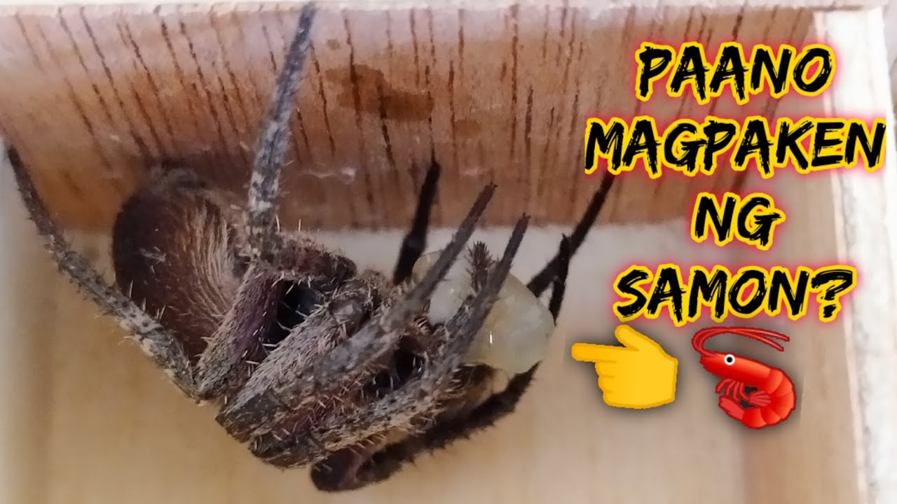 Panu magpakain NG samon (Gagamba) 30pcs samon food trip 😋 - YouTube