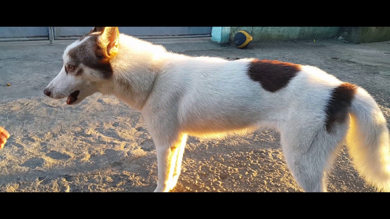 Siberian Husky | Bite Play | How siberian Husky do a Bite Play... - YouTube