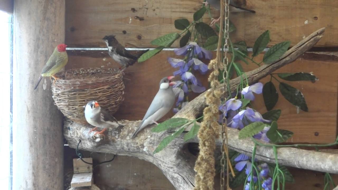 Ruficauda, canaris, paddas de Java et moineaux du Japon - YouTube