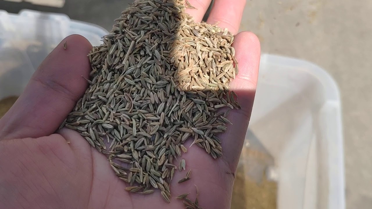 cumin seed cleaning machine cumin cleaner - YouTube