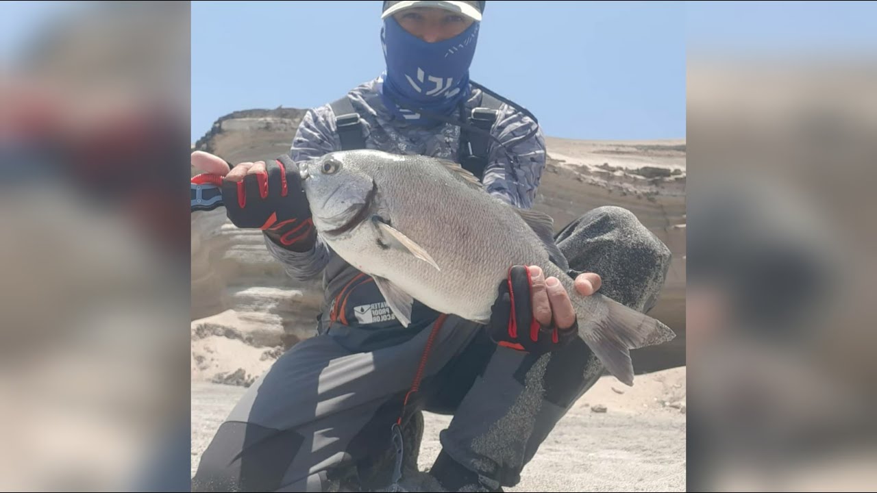 Pesca Spinning Playa Portada Vieja Sargo, Roncacho, corvina, lenguado ...