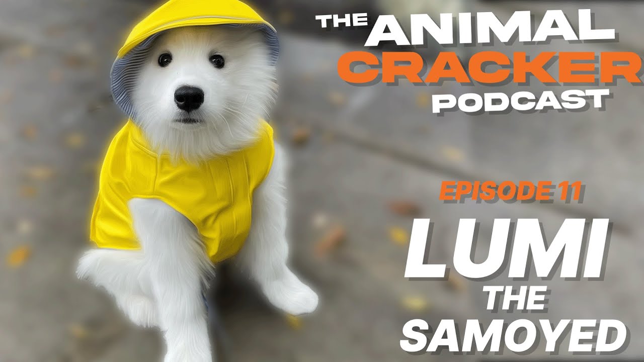 The Animal Cracker Podcast /// Lumi the Samoyed /// EP. 11 - YouTube