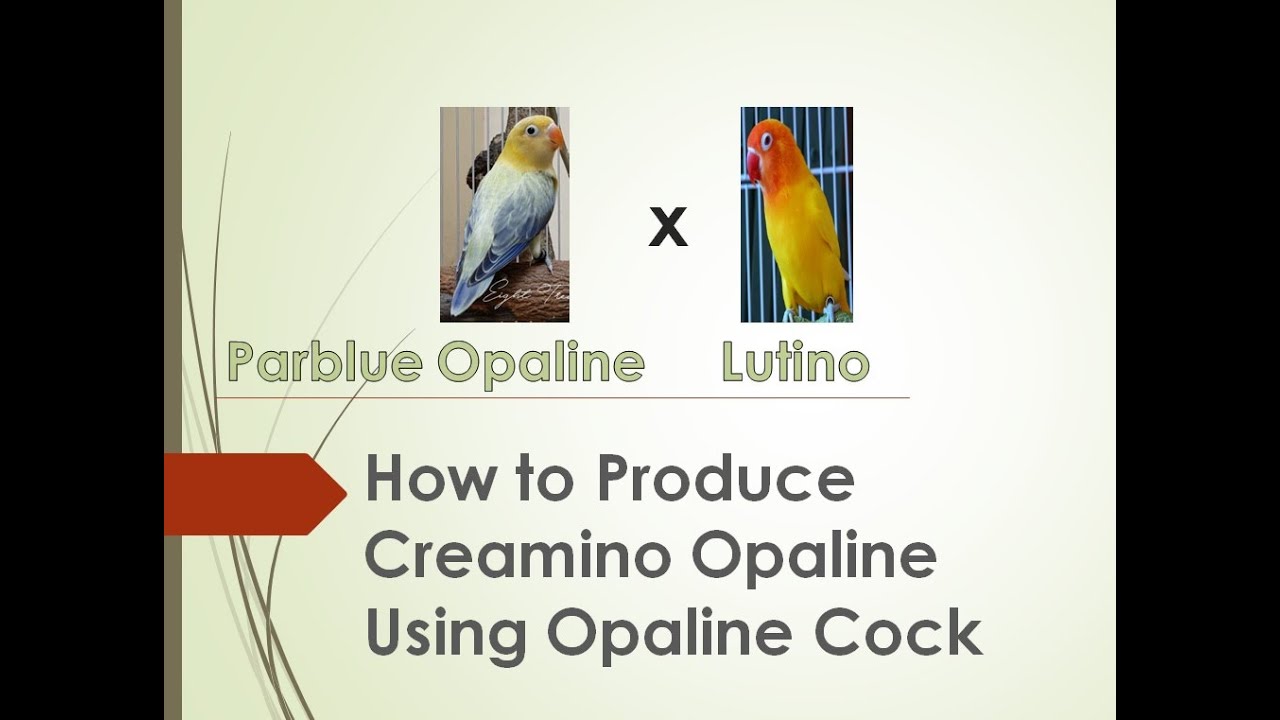 How to Produce Creamino Opaline with Opaline Male - YouTube