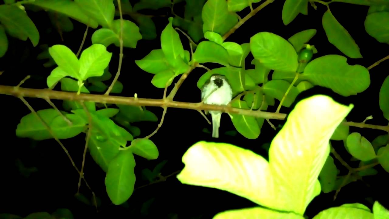 Bird sleeping on a tree at night - YouTube