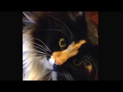 Twerk cat