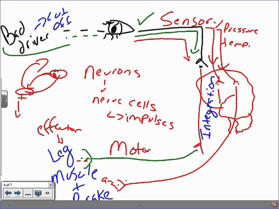 Introduction to the Nervous System.wmv - YouTube