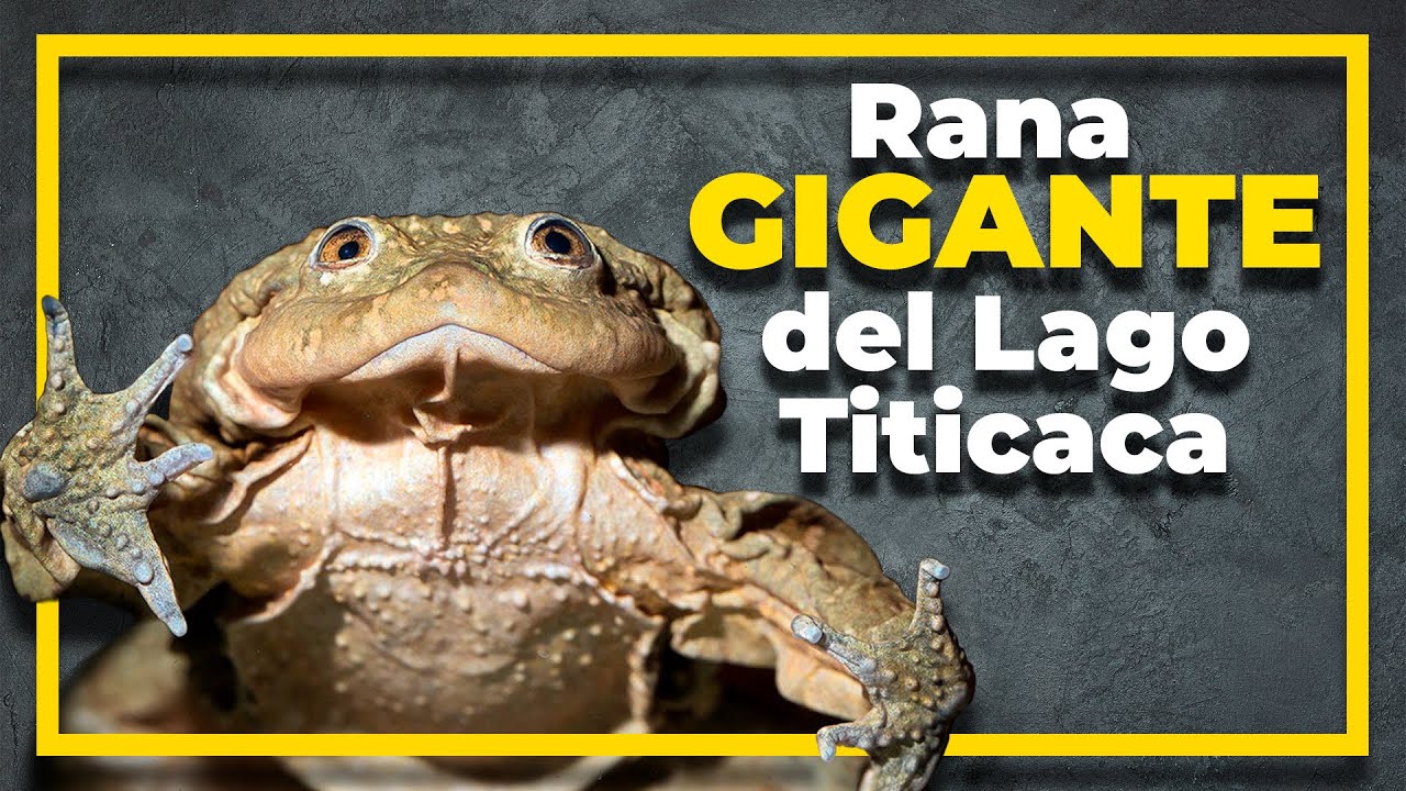 Conoces la rana gigante del Titicaca? (Telmatobius culeus) # ...