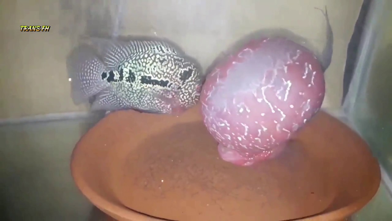 Process Breeding Flowerhorn - YouTube