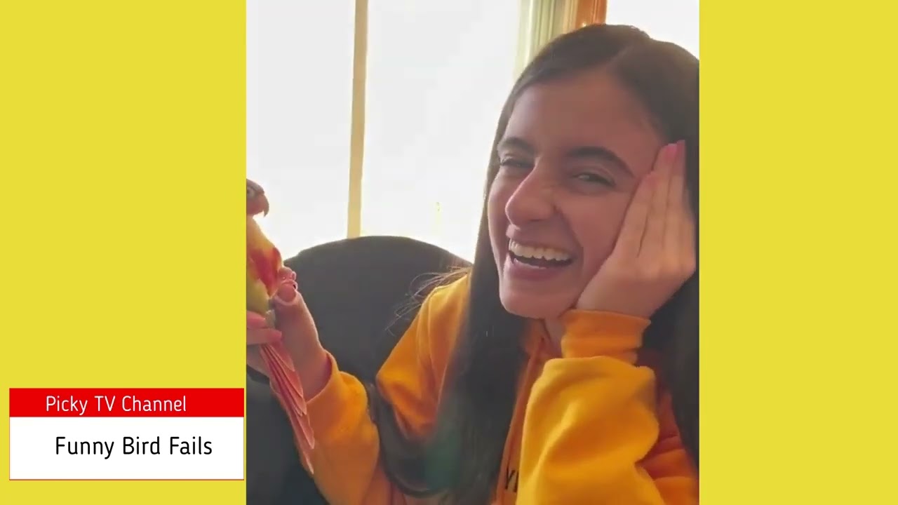 Funny Bird Fails I Bird Strike I Bird Bully - YouTube