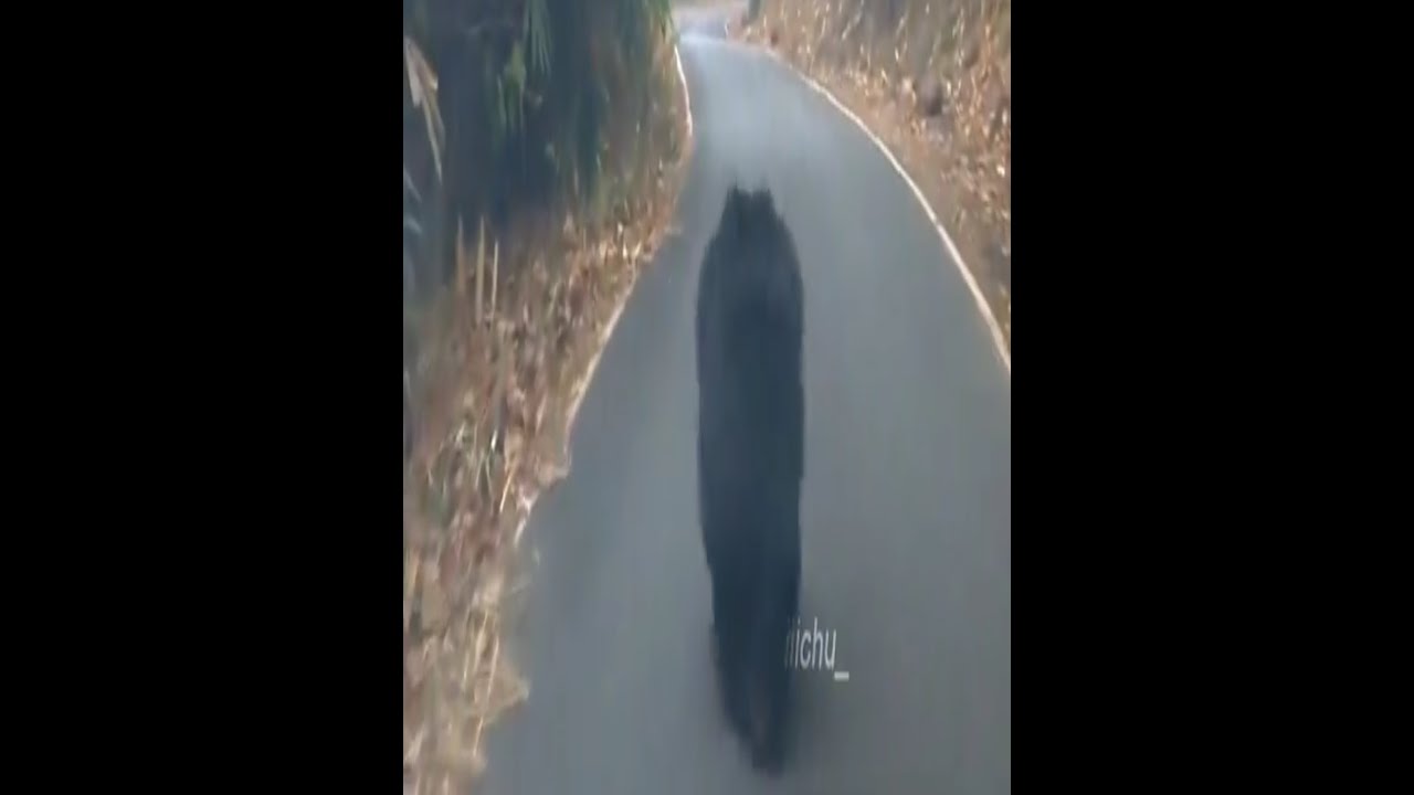 The conflict between Wild Animals & Human. #NatureAndHeritage🐯. |Bear ...