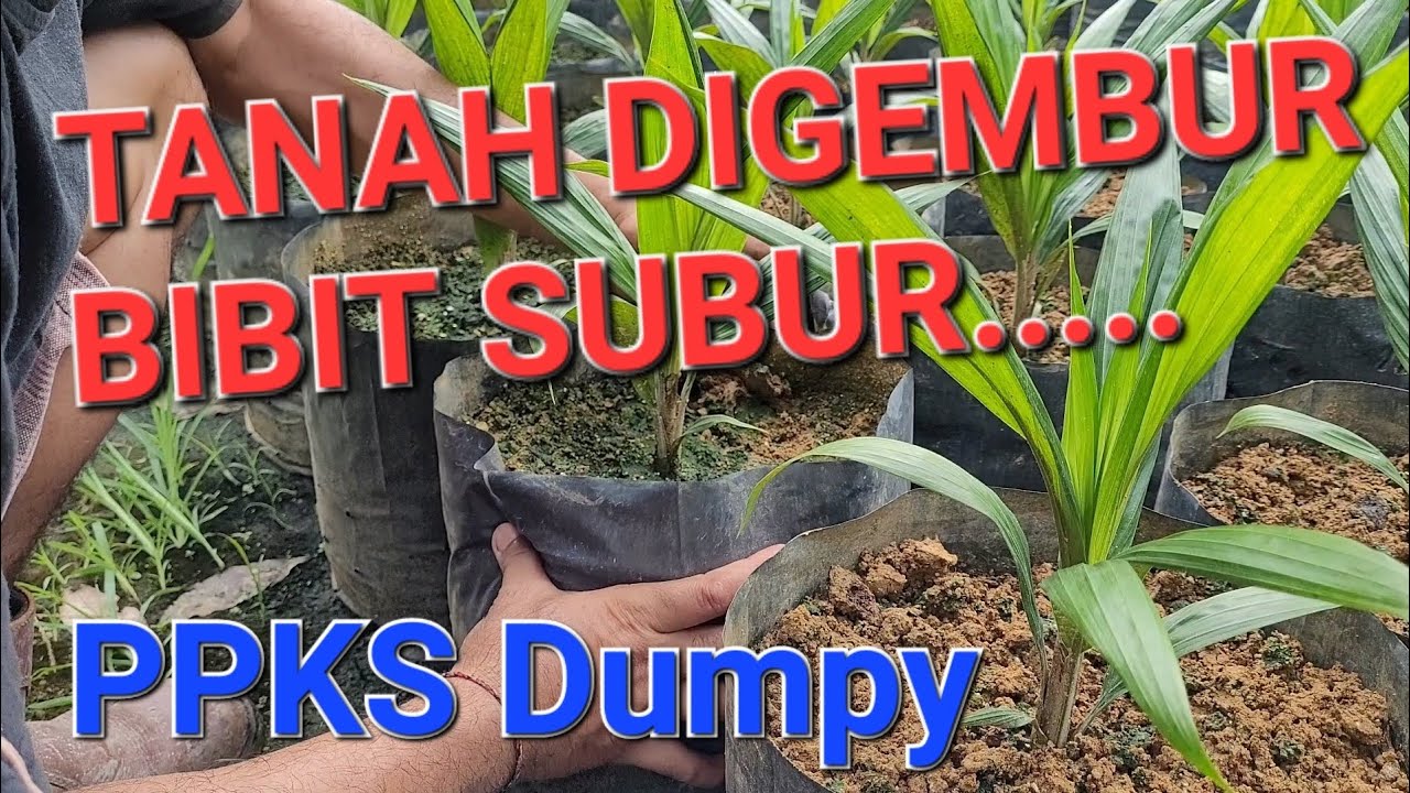 Praktis dan Aman bagi Akar || Penggemburan Tanah Polybag Bibit Kelapa Sawit PPKS Dumpy - YouTube