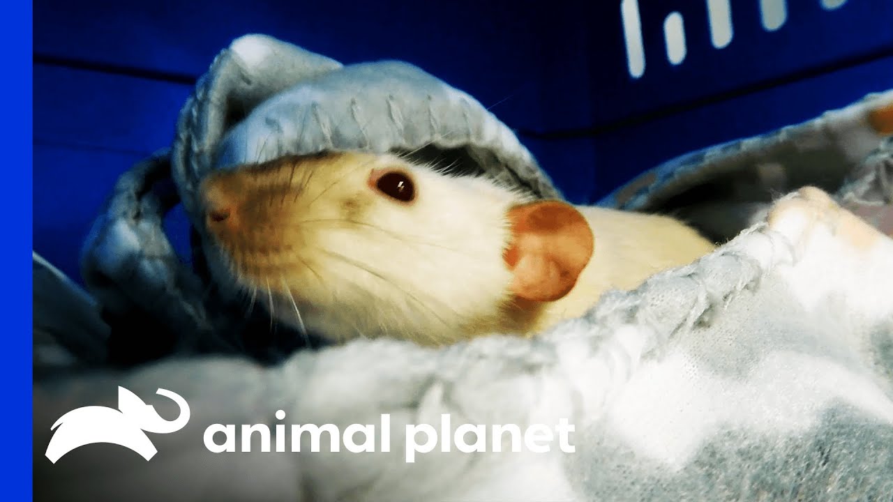 Dr. Baier Spays A Rat | Dr. Jeff: Rocky Mountain Vet - YouTube