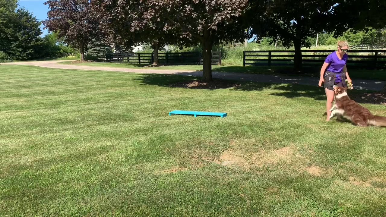 Dog Agility Contact Training - YouTube