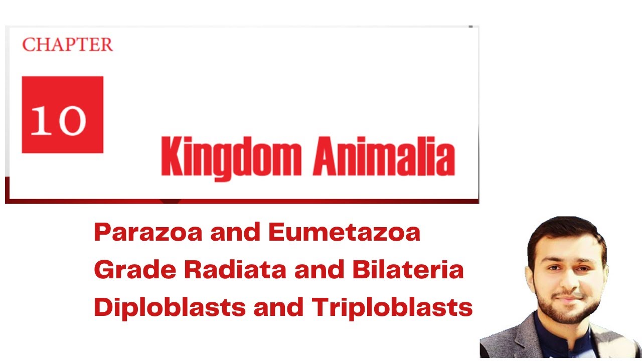Lecture 2- Kingdom Animalia (Parazoa, Eumetazoa, Radiata, Bilateria ...