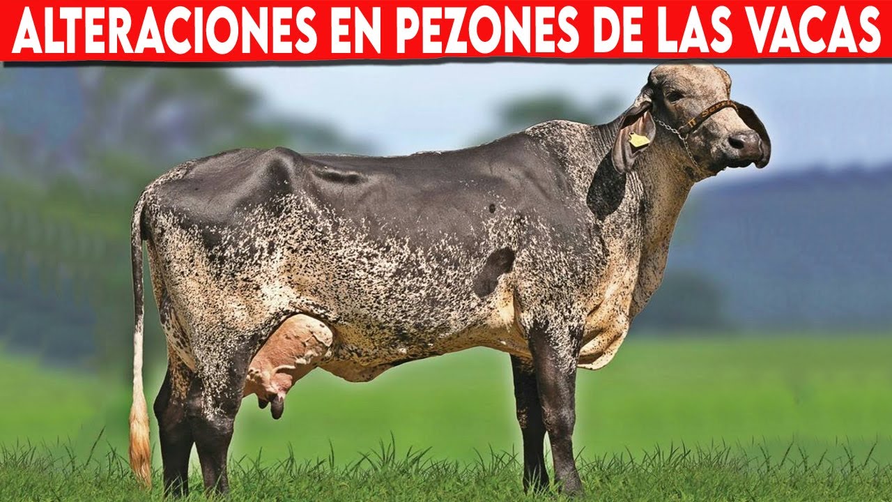 🔴 Alteraciones En Los PEZONES De Las VACAS Vacas Lecheras / Doble ...